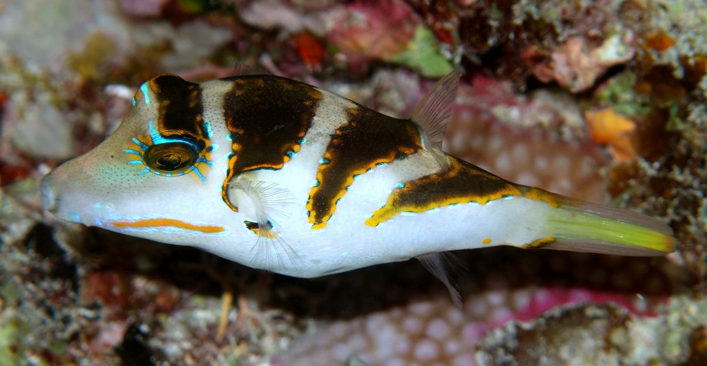 CANTHIGASTER AXIOLOGUS - (WHITLEY, 1931)
