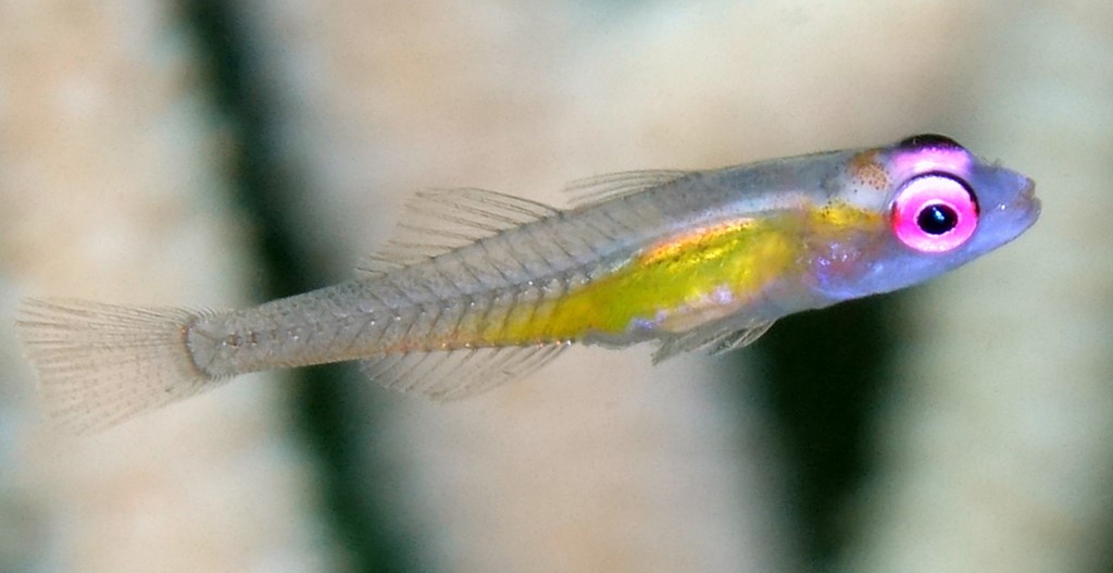 BRYANINOPS NATANS - (LARSON, 1985)