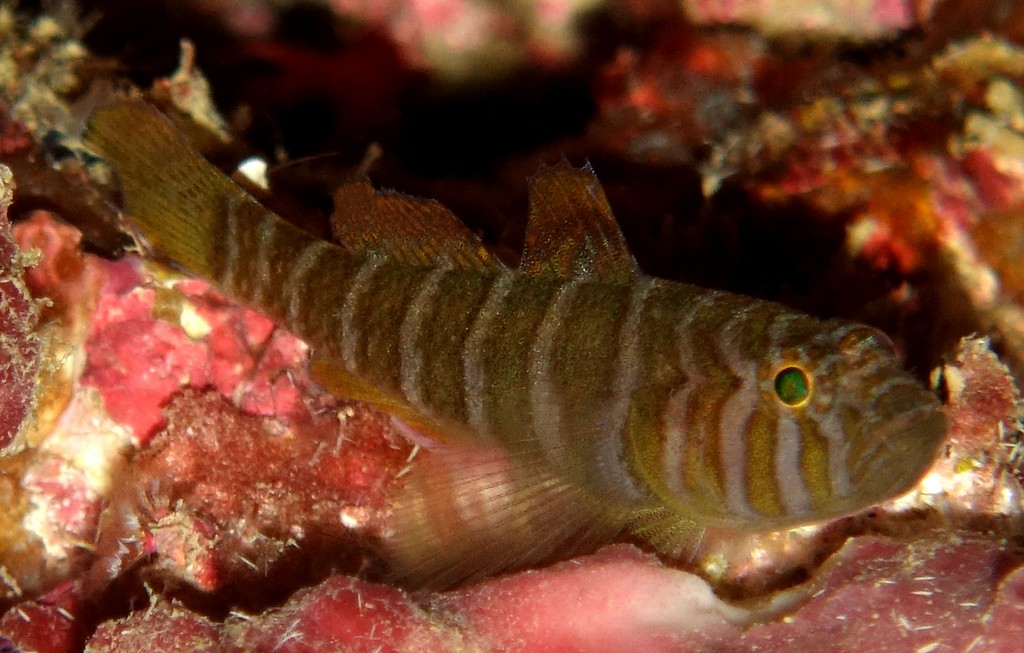 PRIOLEPIS CINCTA - (REGAN, 1908)