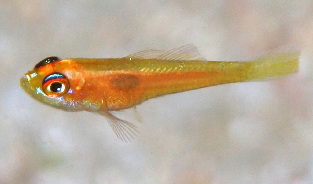 TRIMMA ANAIMA - (WINTERBOTTOM, 2000)