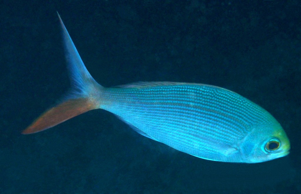 PARACAESIO SORDIDA - (ABE & SHINOHARA, 1962)