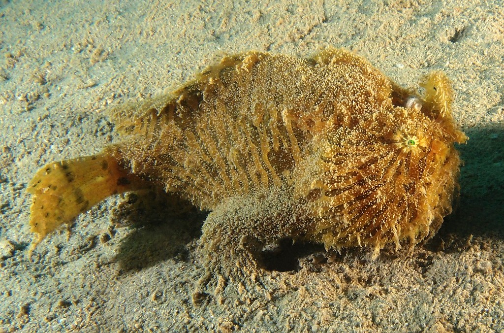 ANTENNARIUS STRIATUS - (SHAW, 1794)