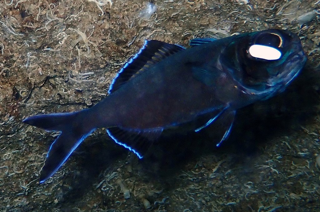 ANOMALOPS KATOPTRON - (BLEEKER, 1856)