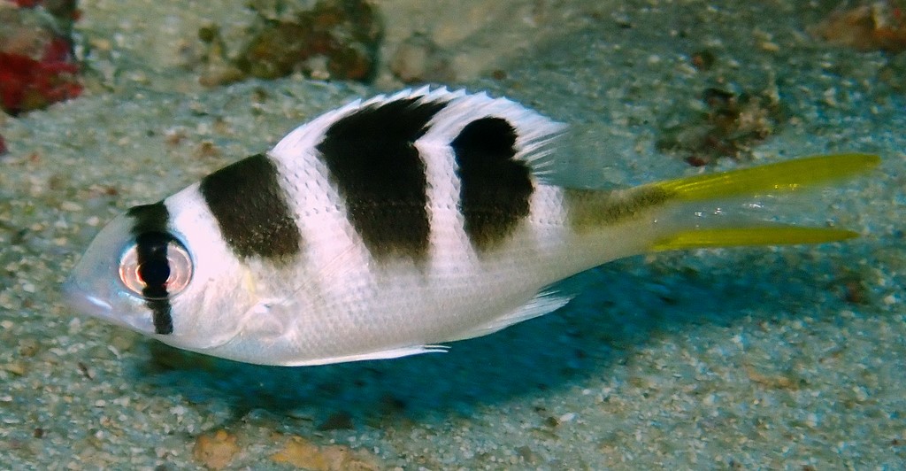 MONOTAXIS GRANDOCULIS - (FORSSKAL, 1775)