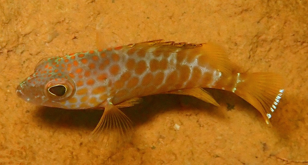 EPINEPHELUS AREOLATUS - (FORSSKAL, 1775)