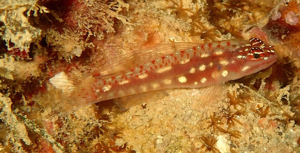 EVIOTA SPILOTA - (LACHNER & KARNELLA, 1980)