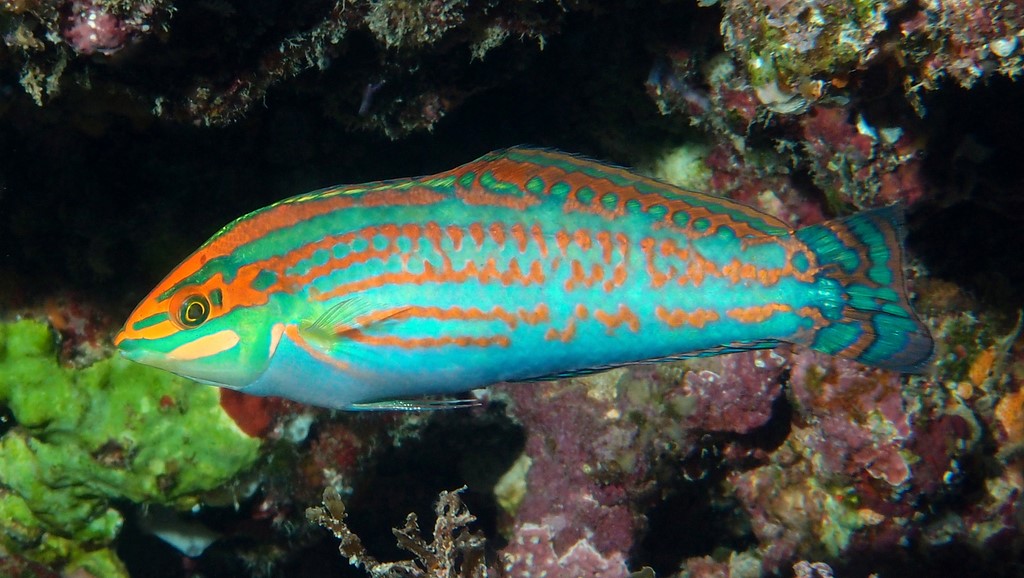 HALICHOERES CLAUDIA - (RANDALL & ROCHA, 2009)