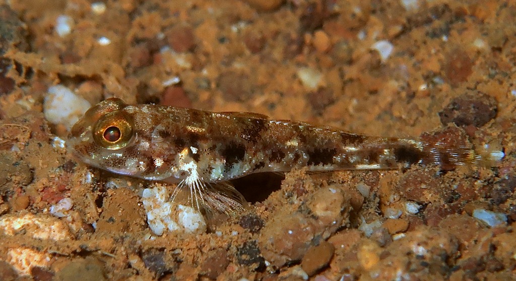 YONGEICHTHYS NEBULOSUS - (FORSSKAL, 1775)