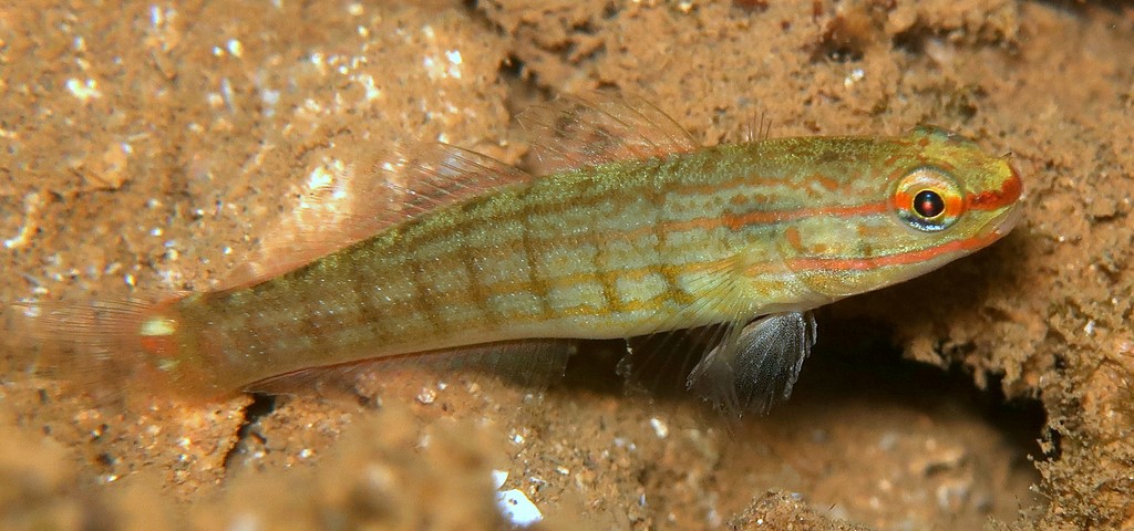 AMBLYGOBIUS DECUSSATUS - (BLEEKER, 1855)