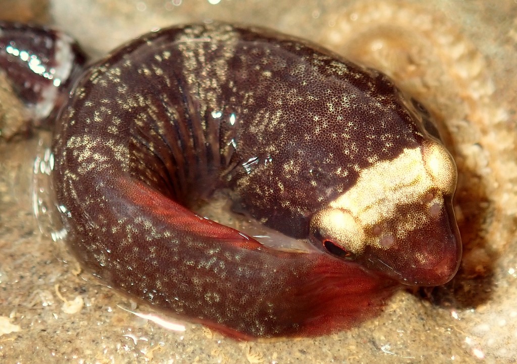CONIDENS SAMOENSIS - (STEINDACHNIER, 1906)