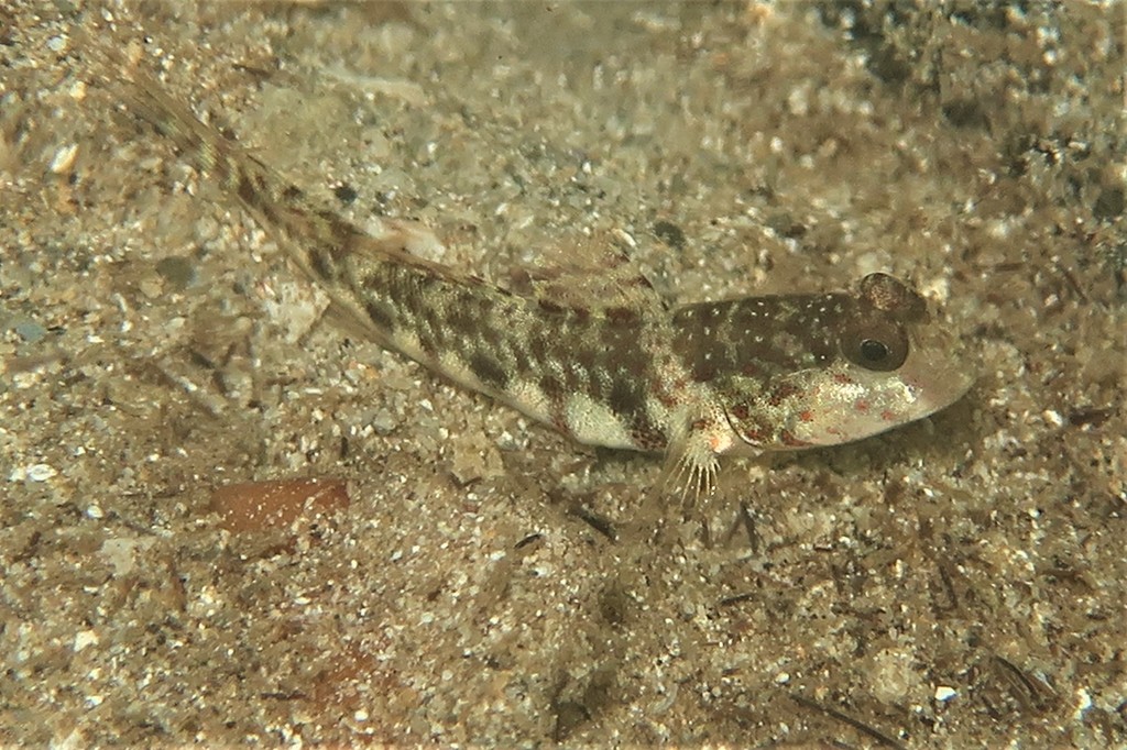 CRYPTOCENTRUS CAERULEOMACULATUS - (HERRE, 1933)