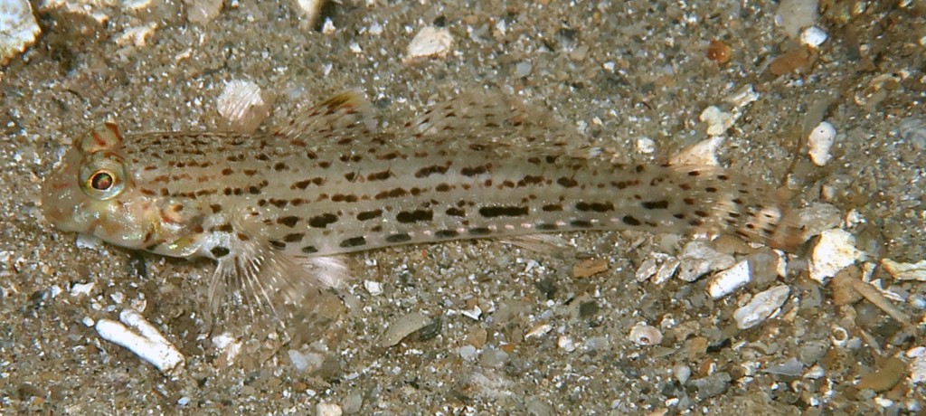 ISTIGOBIUS ORNATUS - (RUPPELL, 1830)