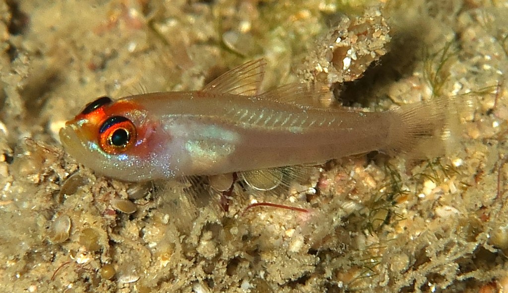 TRIMMA ANAIMA - (WINTERBOTTOM, 2000)