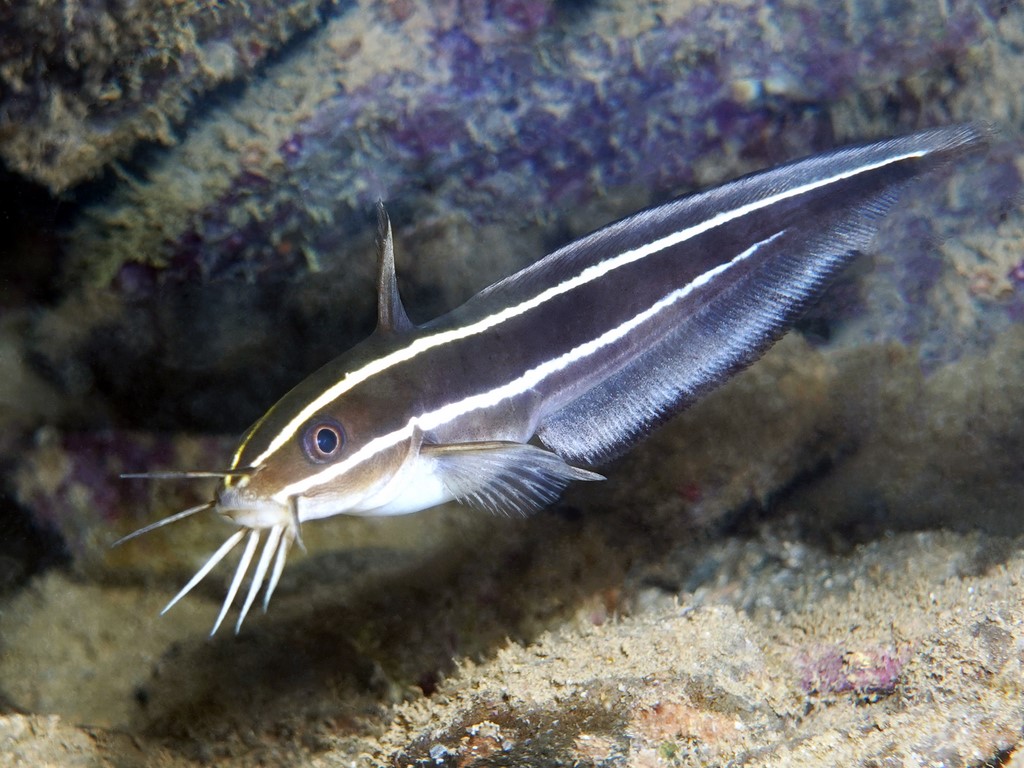 PLOTOSUS LINEATUS - (THUNBERG, 1787)