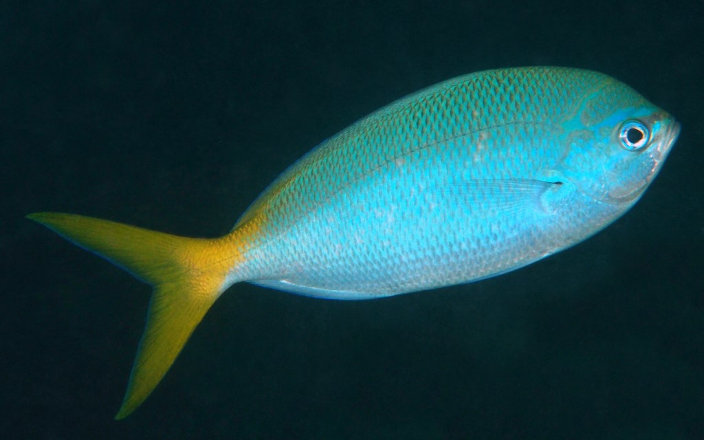 CAESIO CUNING - (BLOCH, 1791)