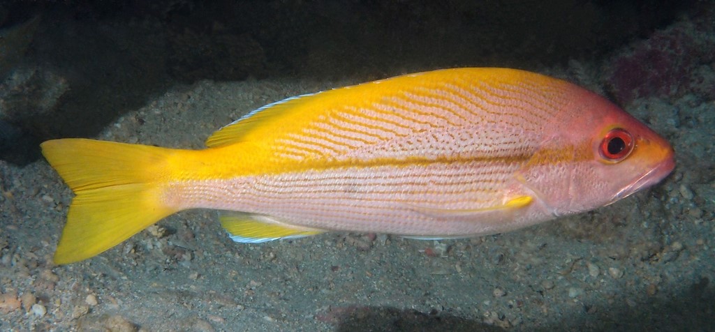 LUTJANUS VITTA - (QUOY & GAIMARD, 1824)