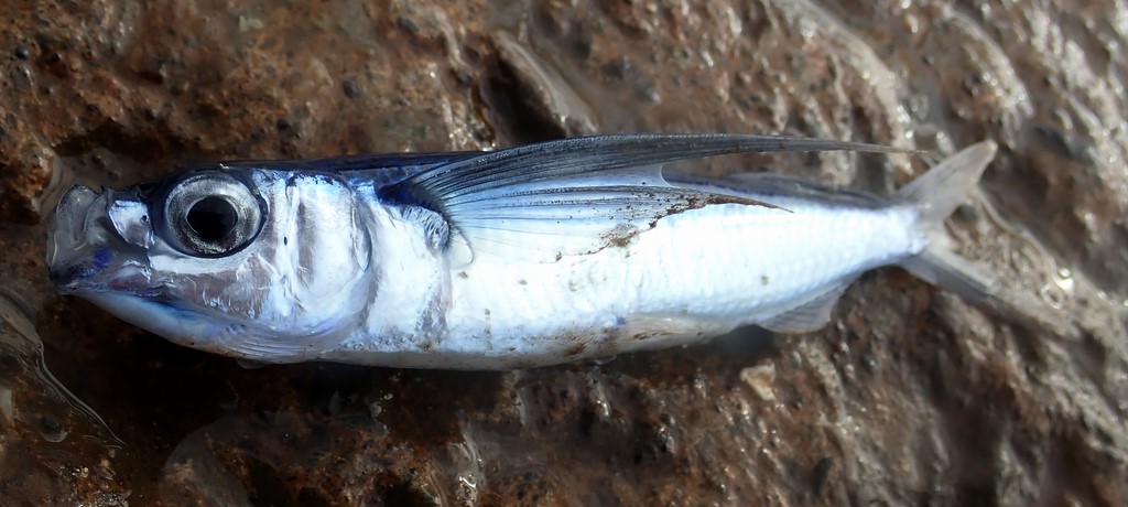 PAREXOCOETUS BRACHYPTERUS - (RICHARDSON, 1846)