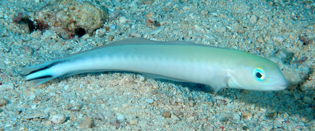 MALACANTHUS BREVIROSTRIS - (GUICHENOT, 1848)