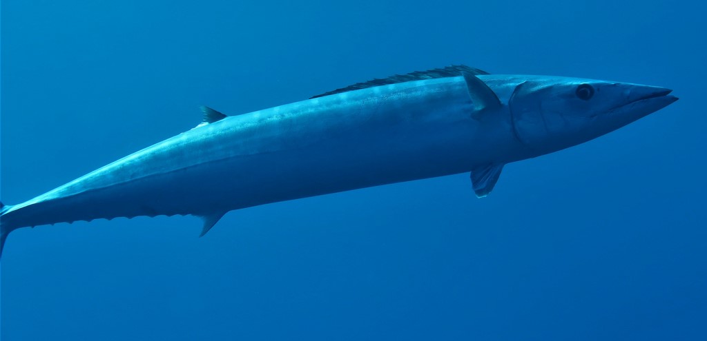 ACANTHOCYBIUM SOLANDRI - (CUVIER, 1832)