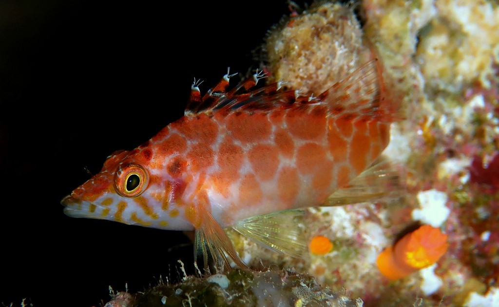 CIRRHITICHTHYS GUICHENOTI - (SAUVAGE, 1880)