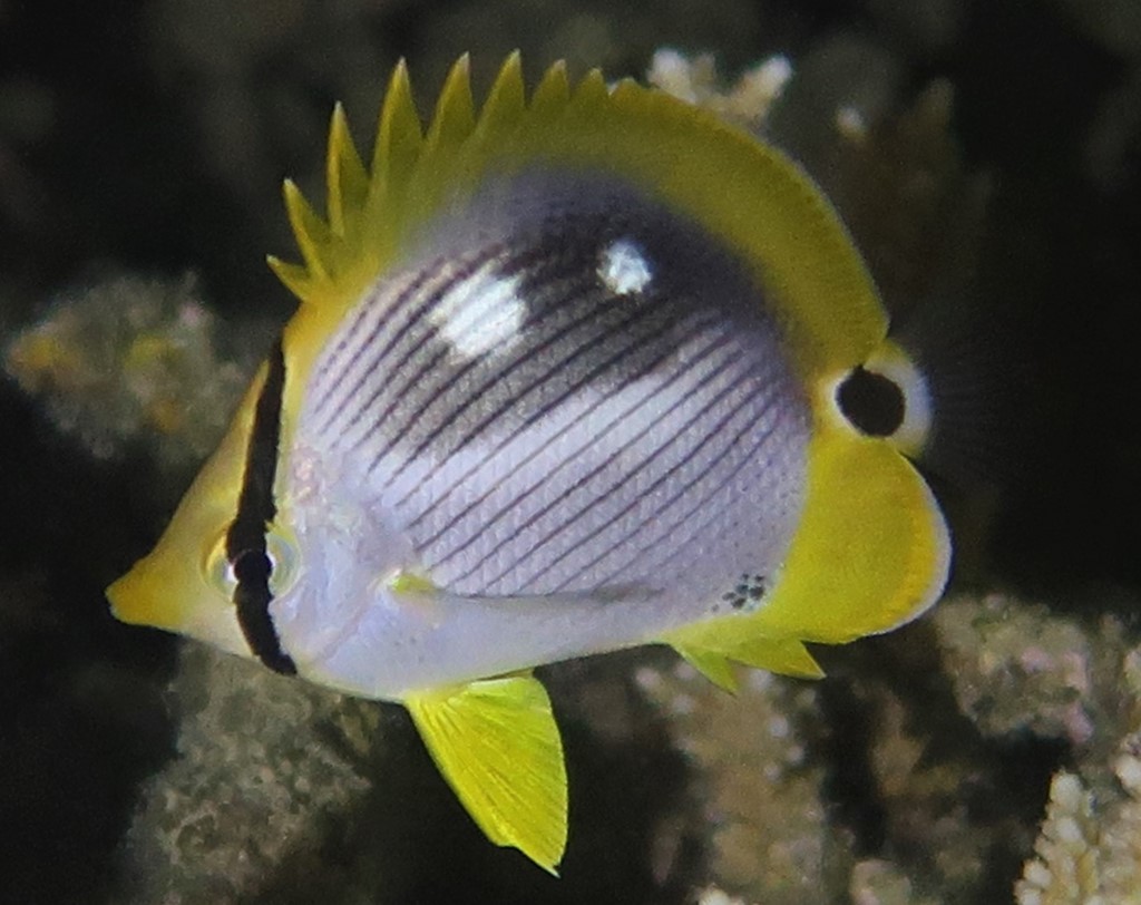 CHAETODON MELANNOTUS - (BLOCH & SCHNEIDER, 1801)