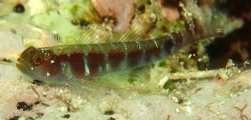 EVIOTA LATIFASCIATA - (JEWETT & LACHNER, 1983)