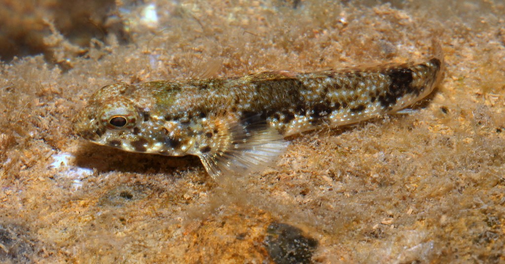 BATHYGOBIUS FUSCUS - (RUPPELL, 1830)