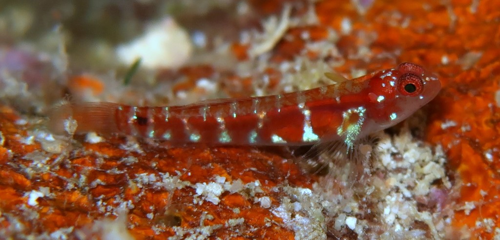 EVIOTA LATIFASCIATA - (JEWETT & LACHNER, 1983)