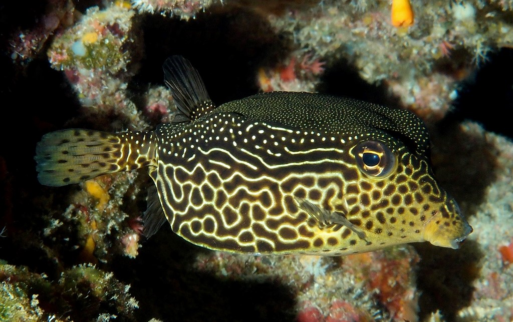 OSTRACION SOLORENSE - (BLEEKER, 1853)