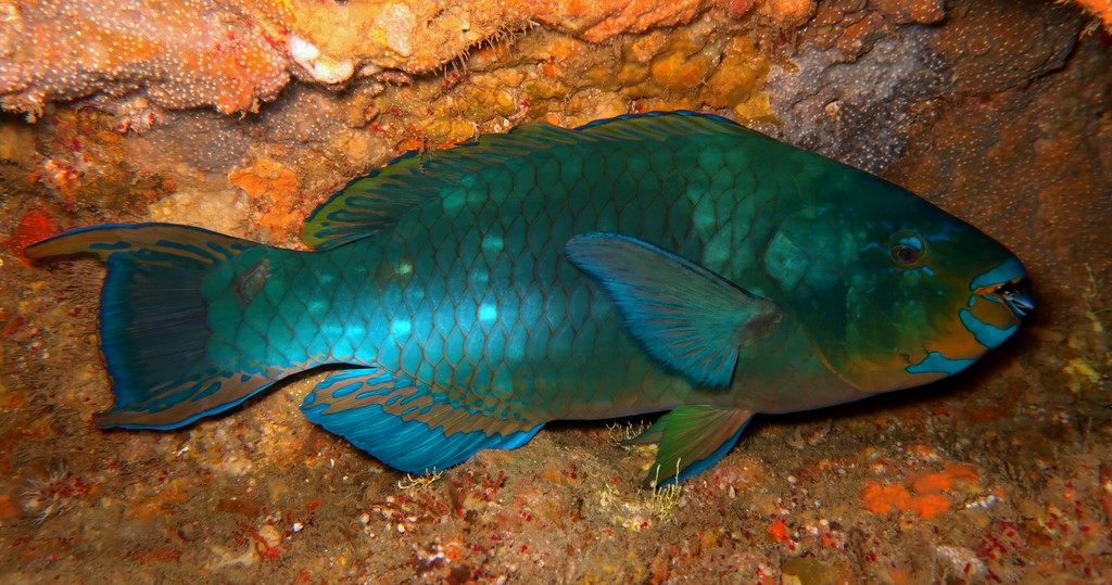 SCARUS ALTIPINNIS - (STEINDACHNER, 1879)