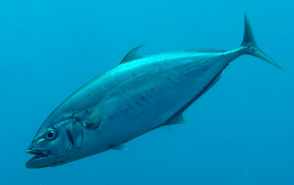 CRATEROGNATHUS PLAGIOTAENIA - (BLEEKER, 1857)