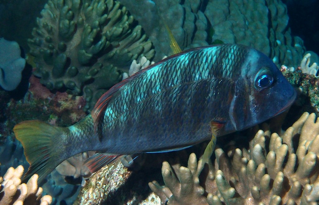 LETHRINUS ATKINSONI - (SEALE, 1910)