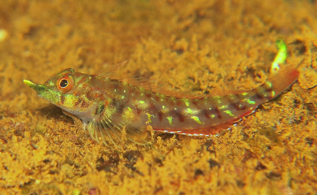 HELCOGRAMMA RHINOCEROS - (HANSEN, 1986)