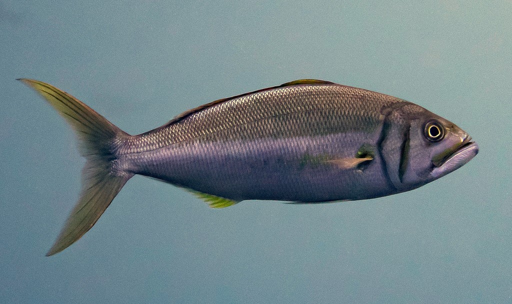 APHAREUS FURCA - (LACEPEDE, 1801)