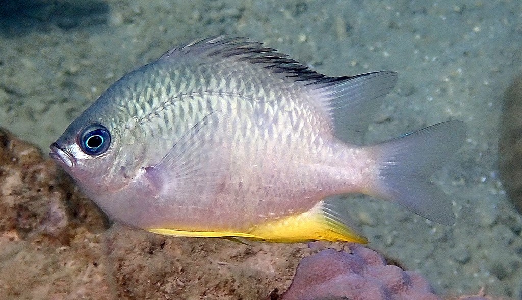 AMBLYGLYPHIDODON ORBICULARIS - (HOMBRON & JACQUINOT, 1853)