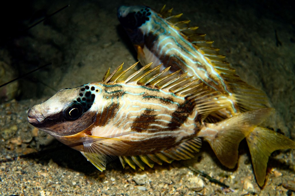 SIGANUS CORALLINUS - (VALENCIENNES, 1835)