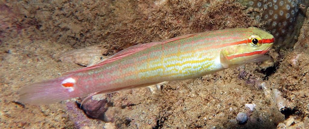 AMBLYGOBIUS DECUSSATUS - (BLEEKER, 1855)