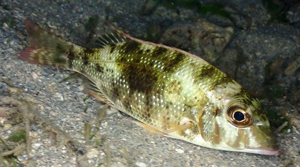 LETHRINUS HARAK - (FABRICIUS, 1775)