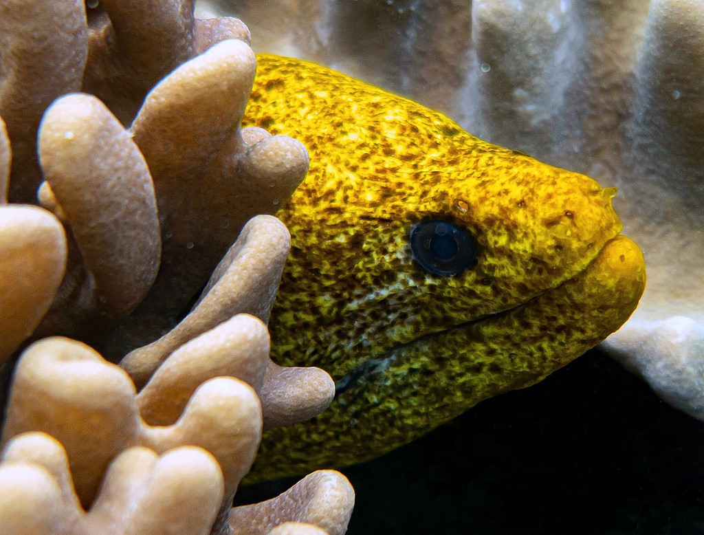 GYMNOTHORAX PORPHYREUS - (GUICHENOT, 1848)