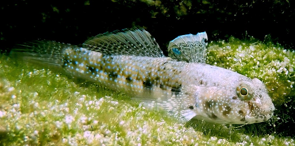 BATHYGOBIUS FUSCUS - (RUPPELL, 1830)