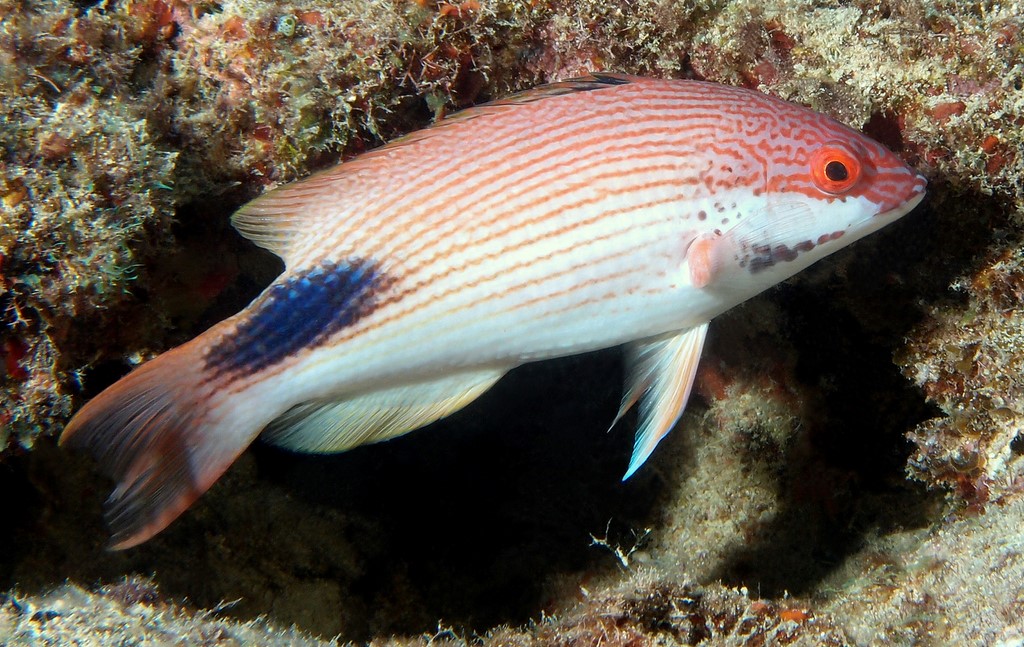 BODIANUS BILUNULATUS - (LACEPEDE, 1801)