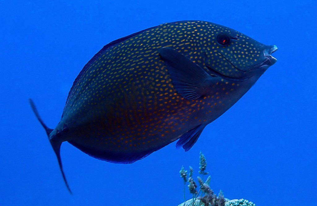 PRIONURUS MACULATUS - (OGILBY, 1887)