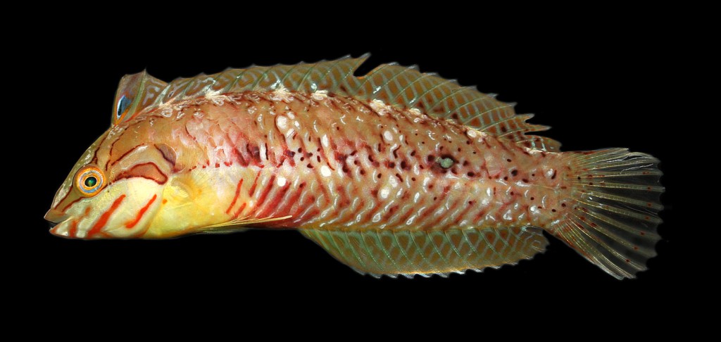 NOVACULOIDES MACROLEPIDOTUS - (BLOCH, 1791)