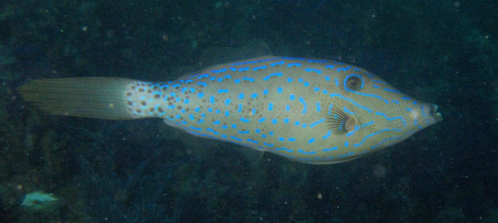 ALUTERUS SCRIPTUS - (OSBECK, 1765)