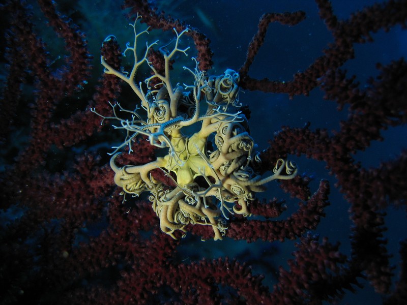 ASTROSPARTUS MEDITERRANEUS - (RISSO, 1826)