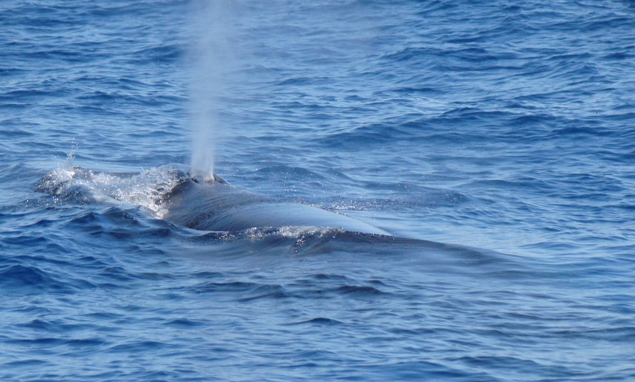 BALAENOPTERA PHYSALUS - (LINNAEUS, 1758)