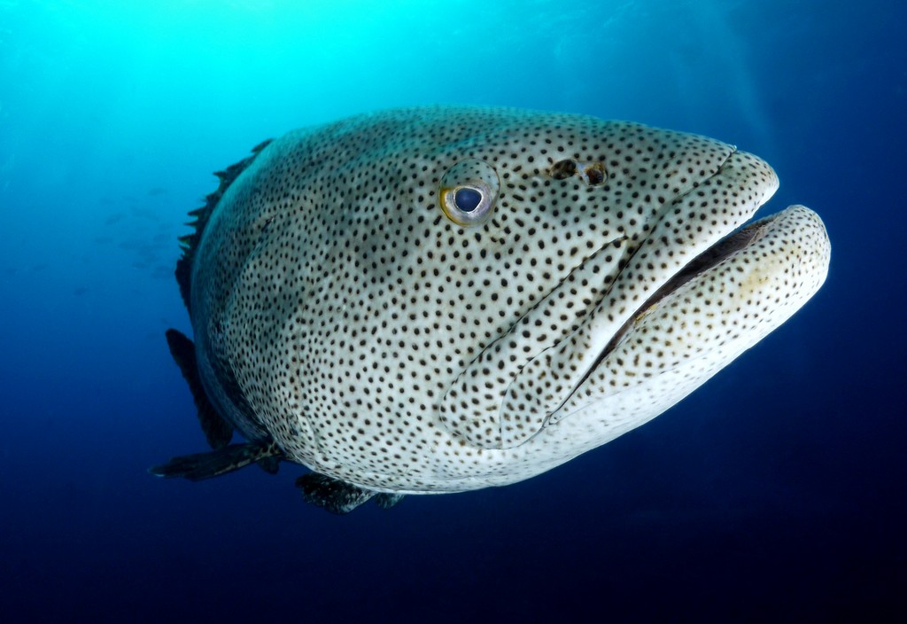 EPINEPHELUS MALABARICUS - (BLOCH & SCHNEIDER, 1801)