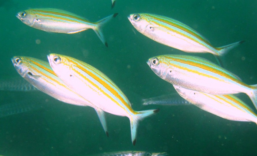 CAESIO VARILINEATA - (Carpenter, 1987)