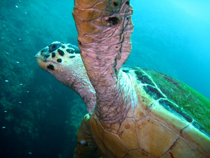 CARETTA CARETTA - (LINNAEUS, 1758)