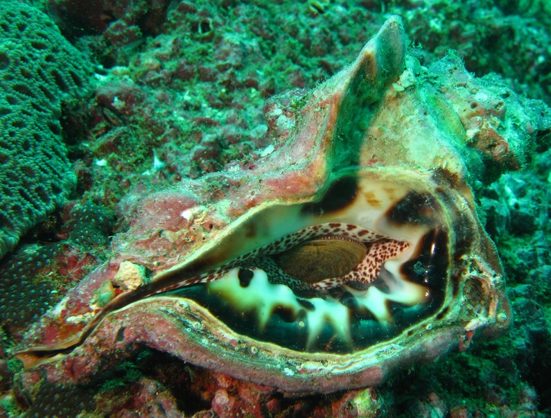 CYMATIUM RANZANII - (Bianconi, 1850)